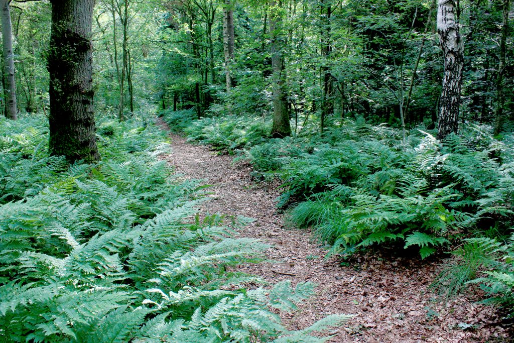 Waar is het meeste bos in Nederland? | IVN