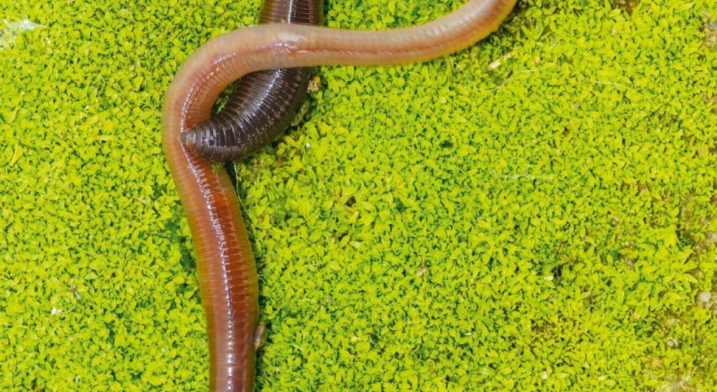Hoeveel harten hebben regenwormen? - IVN