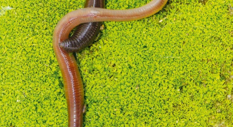 Hoeveel harten hebben regenwormen? - IVN