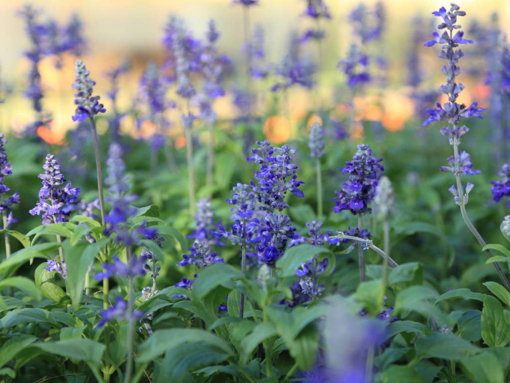 Tips voor het kweken van inheemse bloemen - IVN