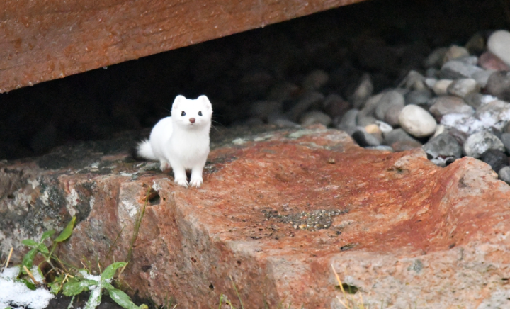 Alles over de hermelijn - IVN