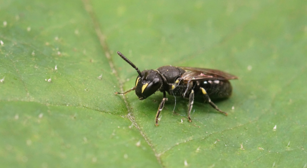 Verschil bij en wesp - IVN
