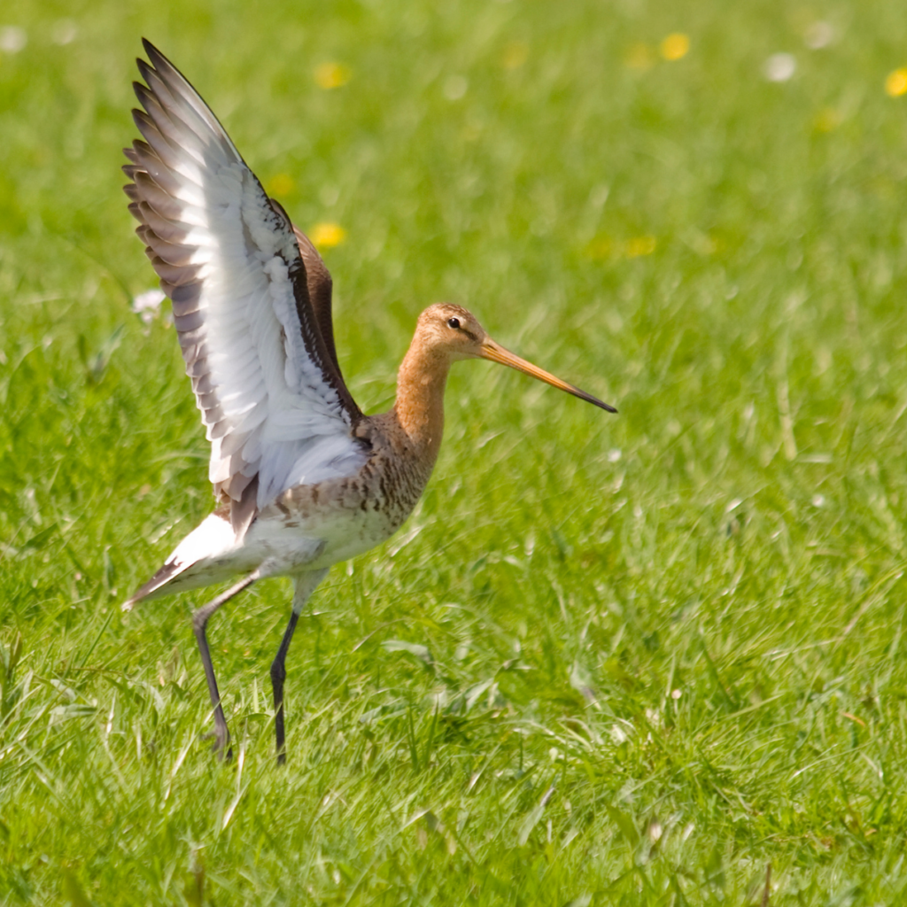 Alles over de baltstijd van vogels - IVN