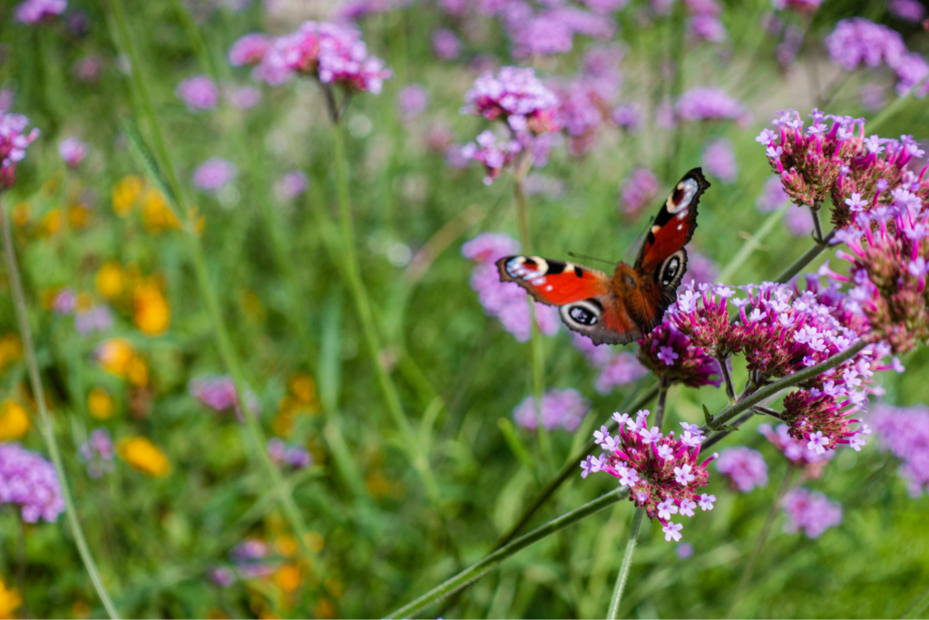 IVN Natuurcursus: Leer de basis - IVN