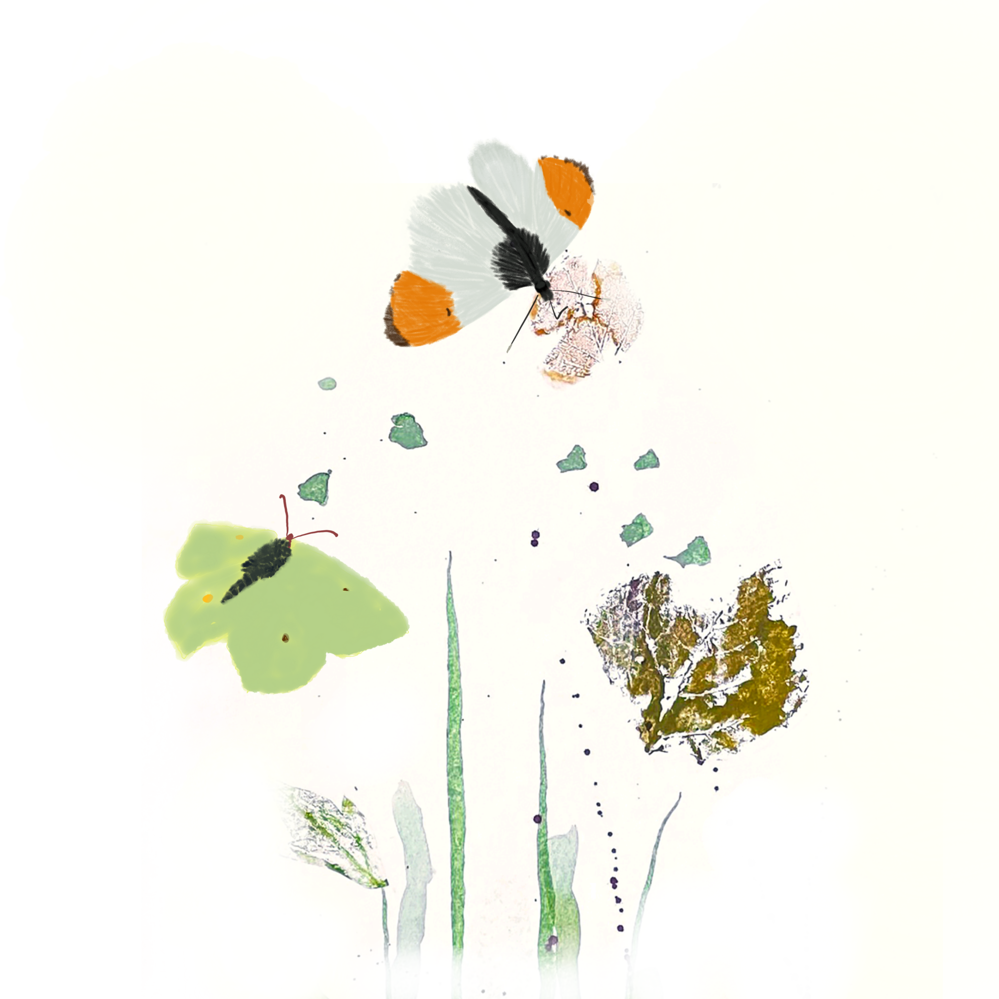 Waarom de heg belangrijk is - IVN