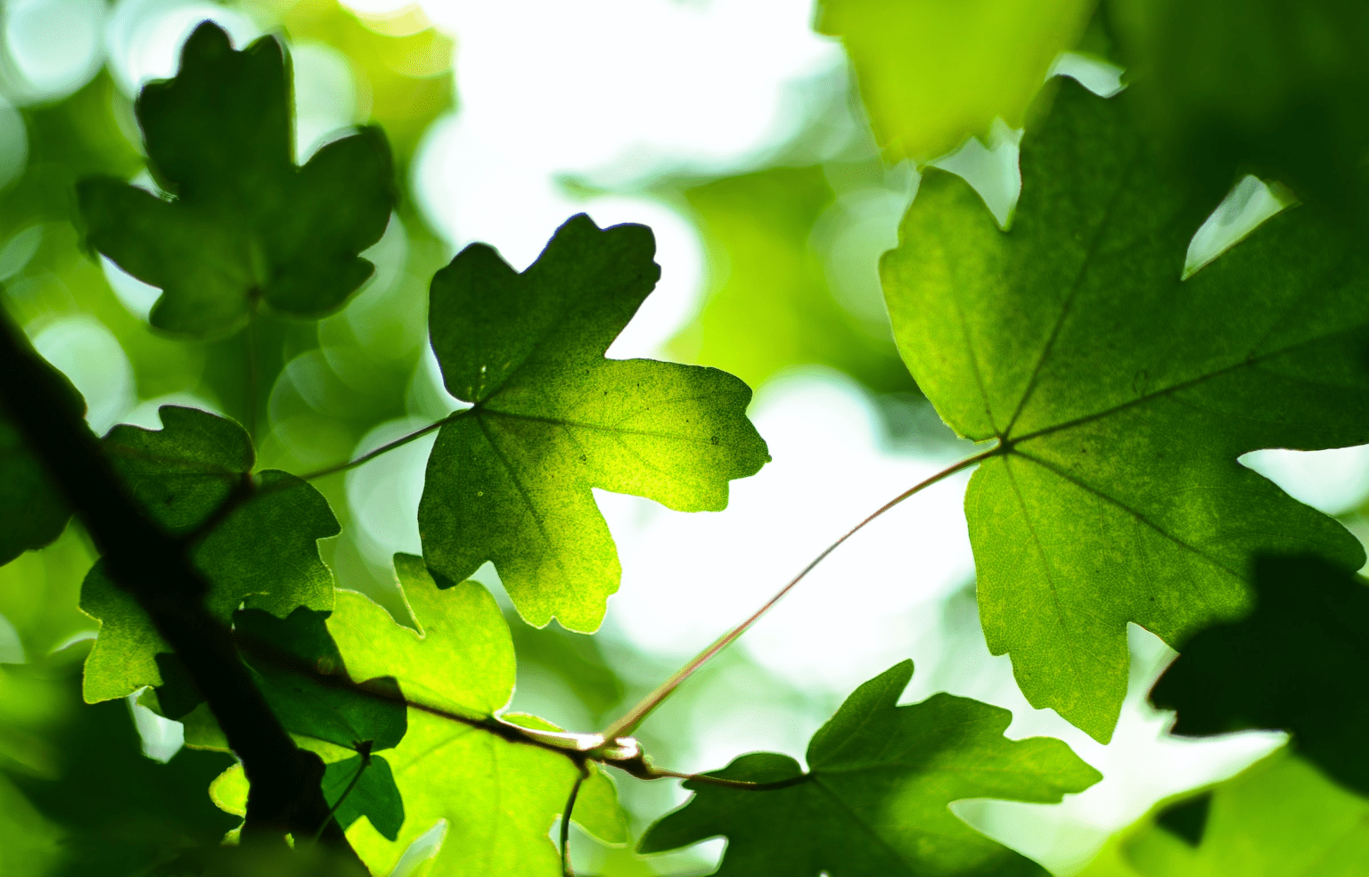 Buitenles • Bladnerven - IVN