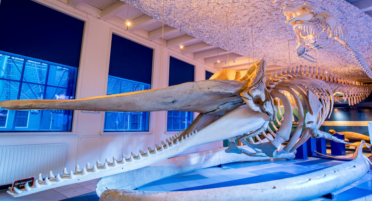 Natuurmuseum Leeuwarden - Heerenveen