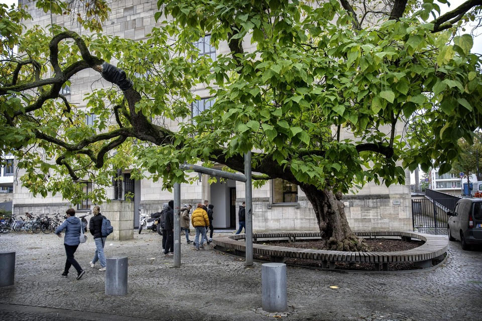 Bijzondere bomen in de stad. - Heerlen