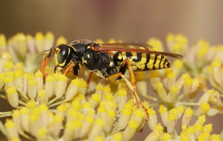 Jaar van de wesp! - IVN
