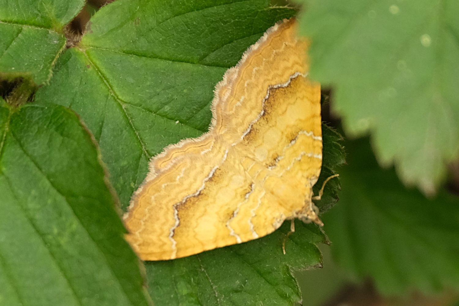 Op zoek naar nachtvlinders - Helden