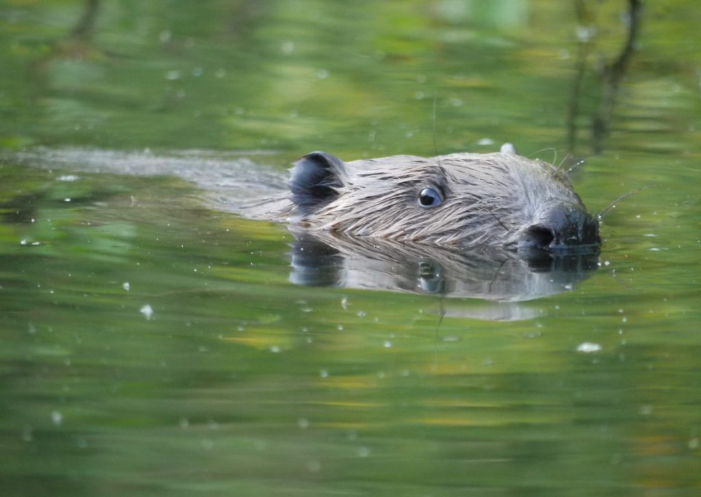 Lezing over De Bever in Nederland - Helmond