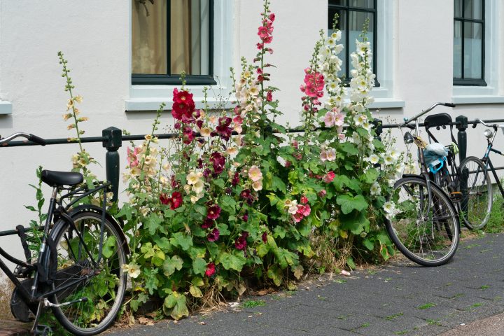 Geveltuintje... mooi, nuttig en gezellig - Hengelo