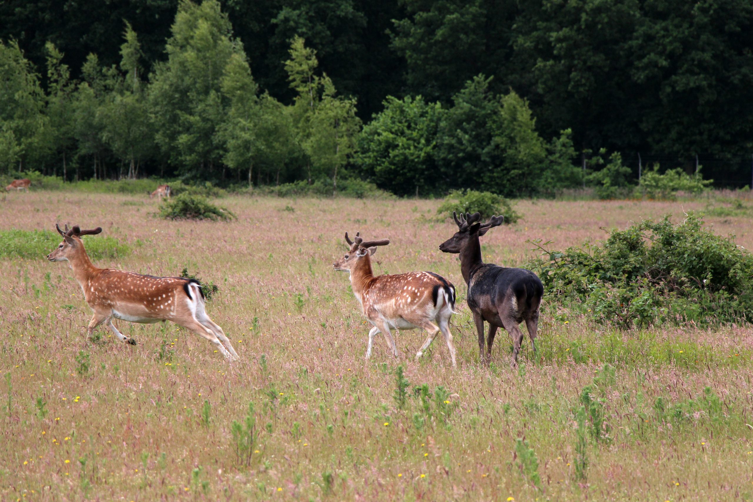 Themawandeling zandgrond en rivierklei - IVN