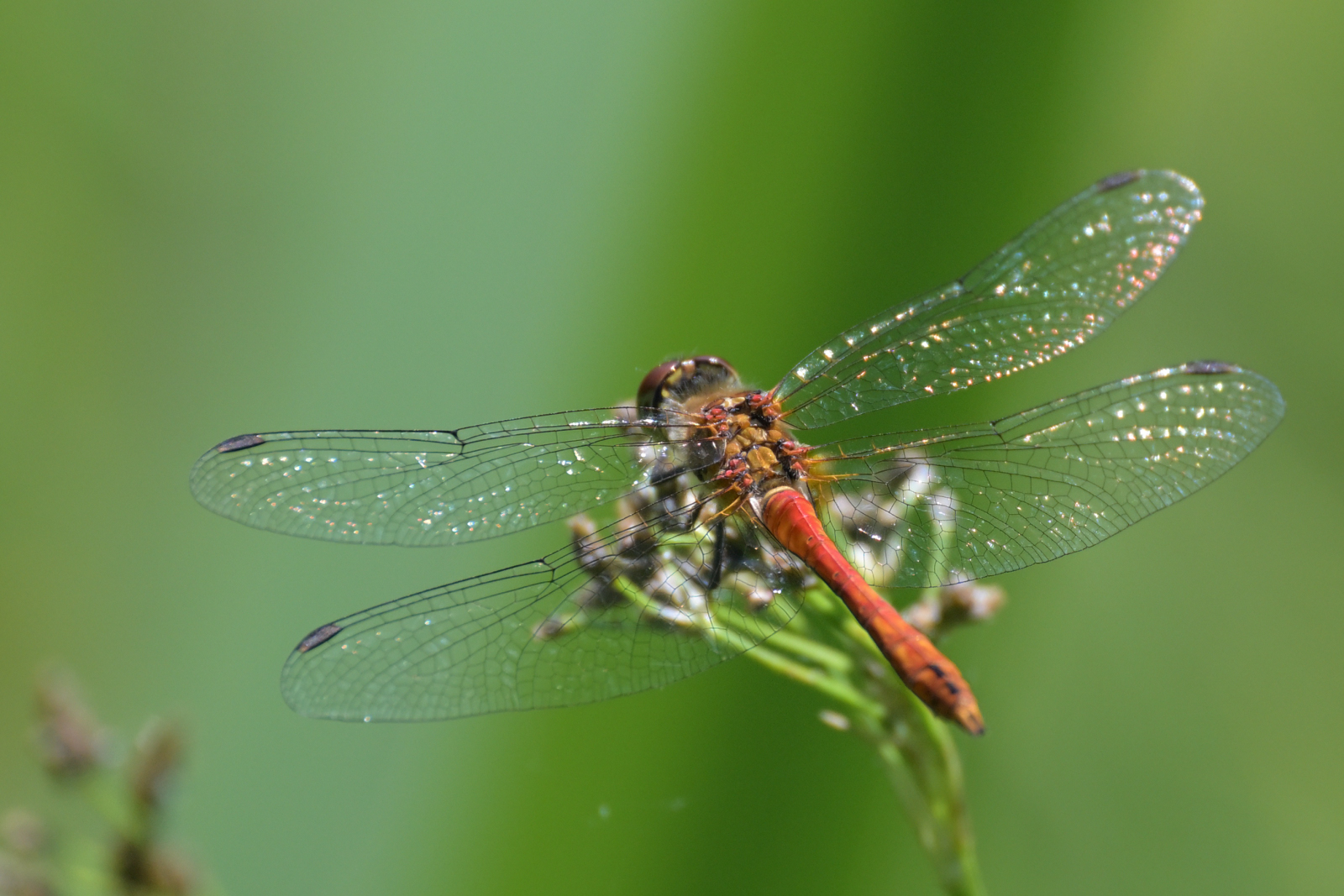 Minicursus libellen en juffers - Heuvelrug en Kromme Rijn