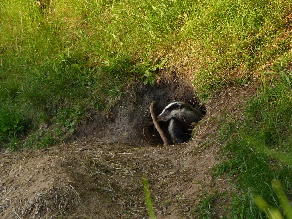 Werkgroep Dassen - IVN