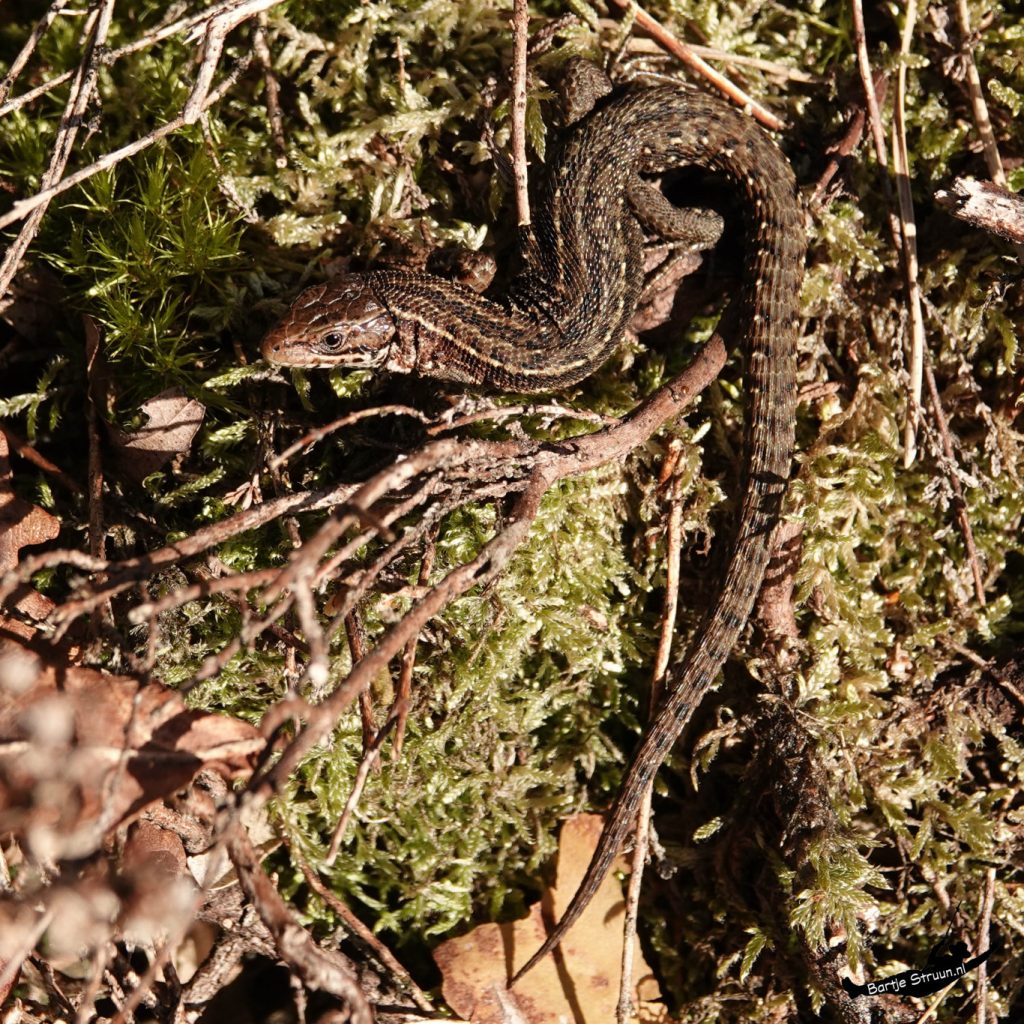 Levendbarende hagedis - IVN