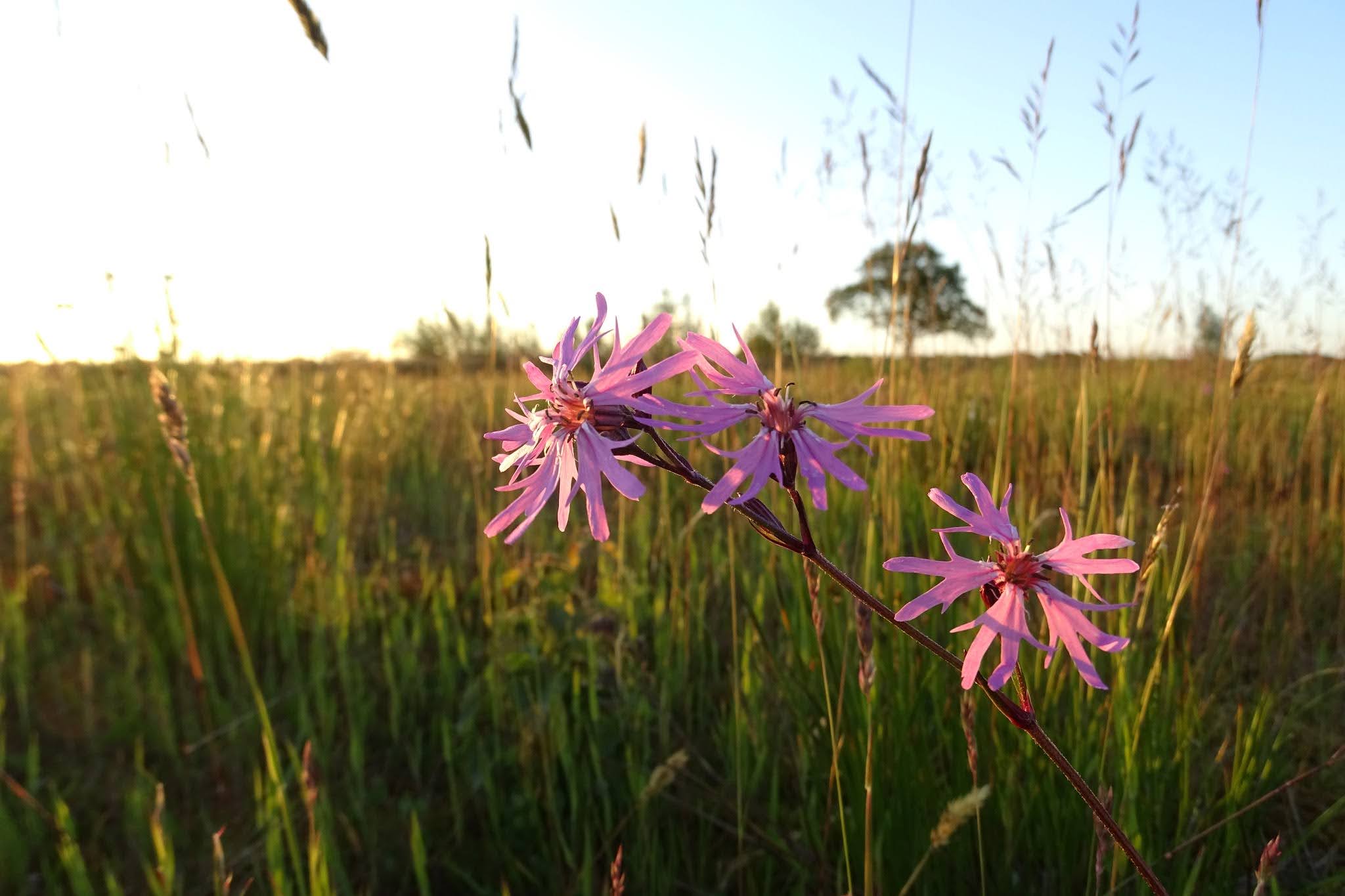 Excursie schrale natte graslanden in natuurgebied Zure Venen - IVN