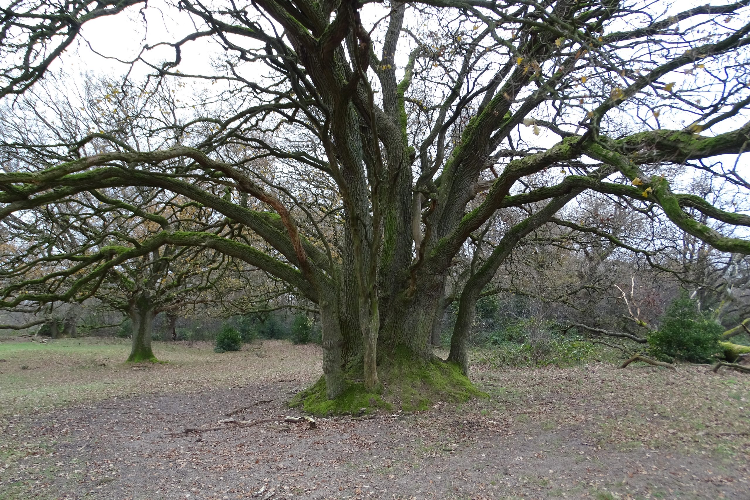 Cursus Dieper de Natuur in - IVN
