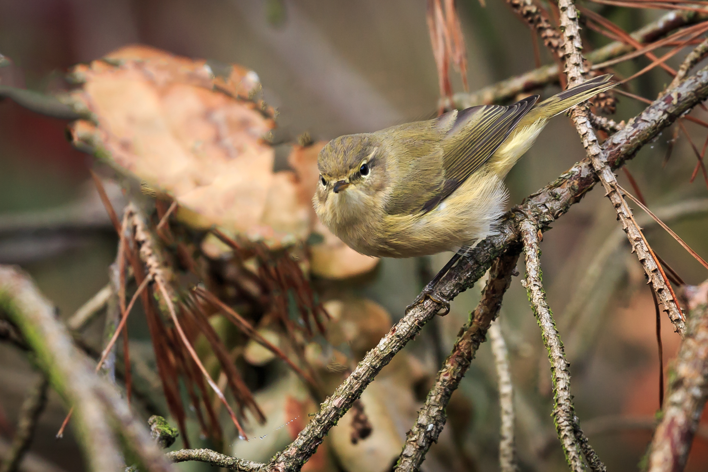 2017 04 Fitis en tjiftjaf, de zingende tweeling - IVN