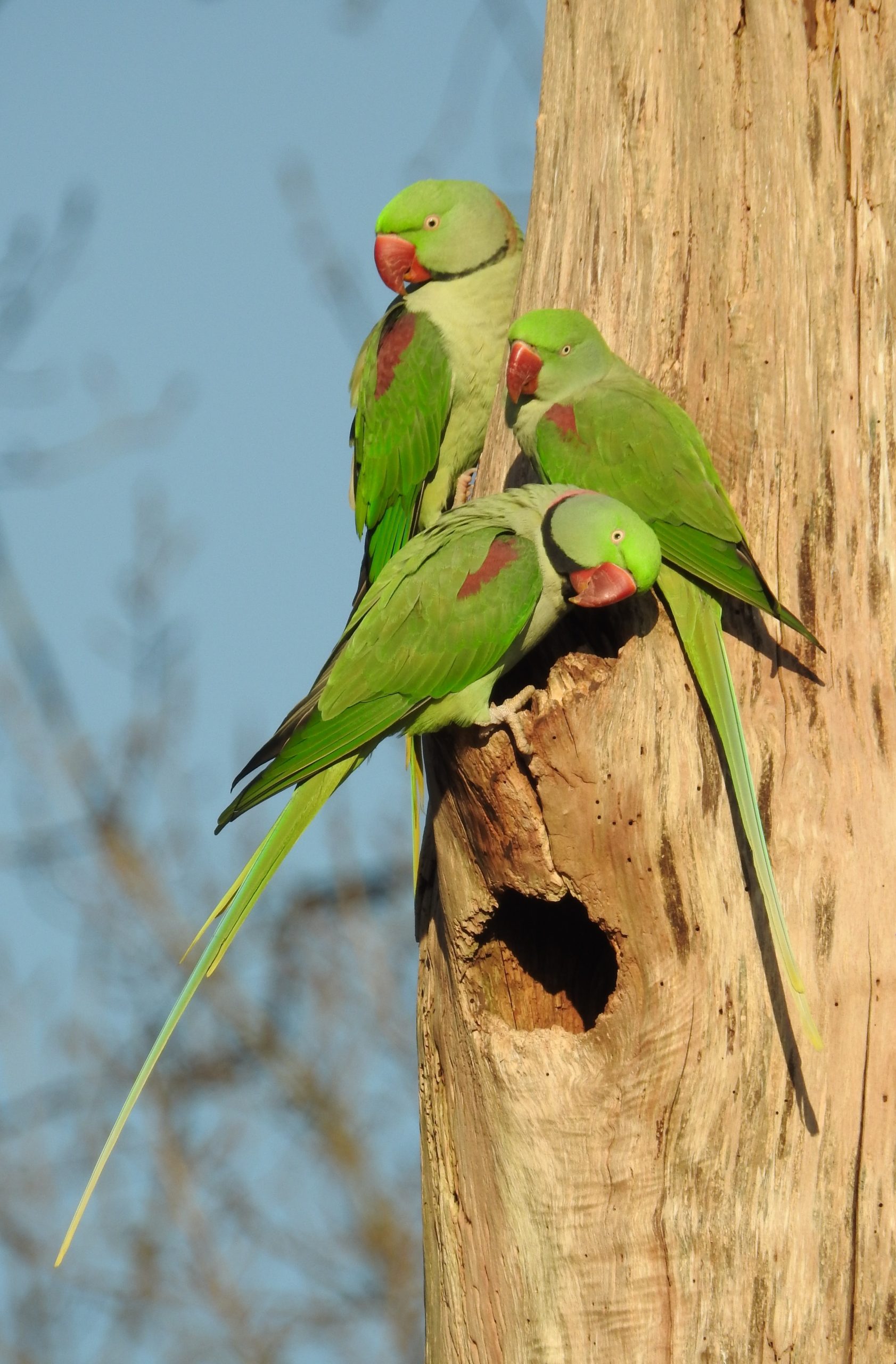 2019 12 Habapa en Alexander, Edith Kuiper - IVN