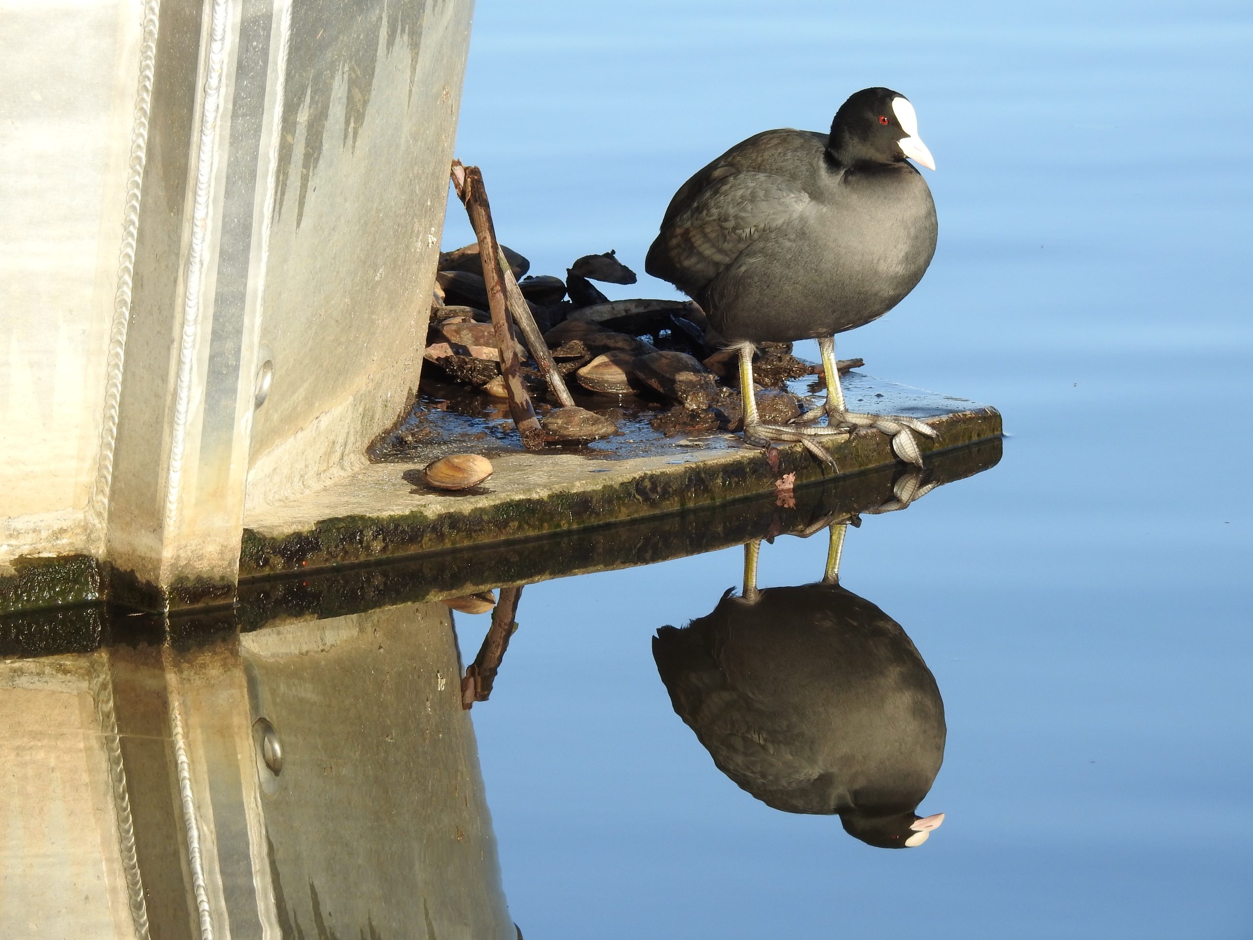 2019 02 De koet en de mossel, Edith Kuiper - IVN