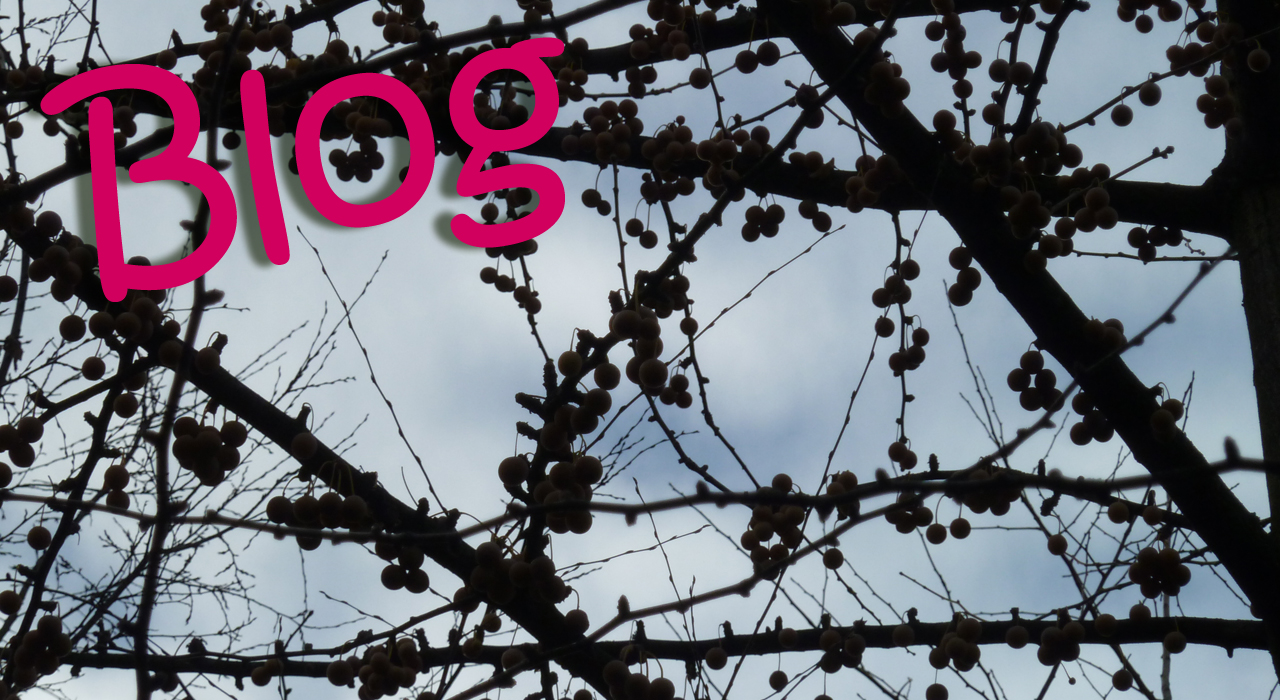 Heilige boom ginkgo - Amsterdam