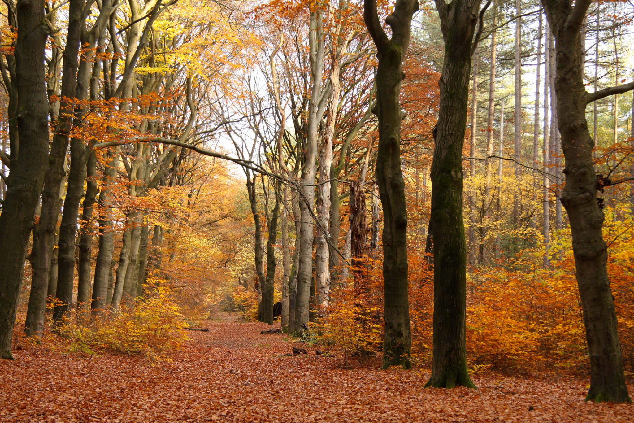 Werelddag van de Bossen, 21 maart 2023: Bossen en Gezondheid - Amsterdam