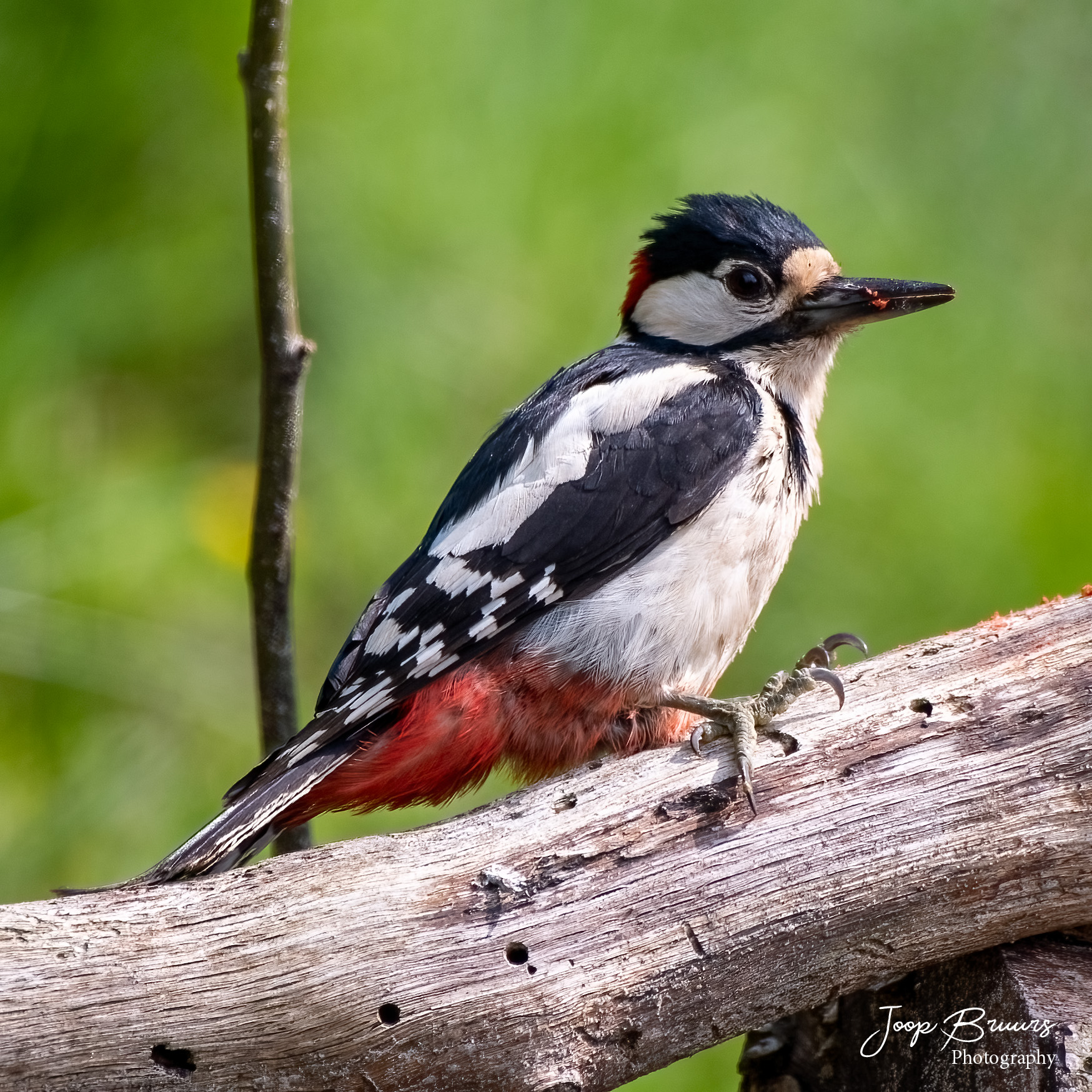 Spechtenwandeling Nuenens Broek - IVN