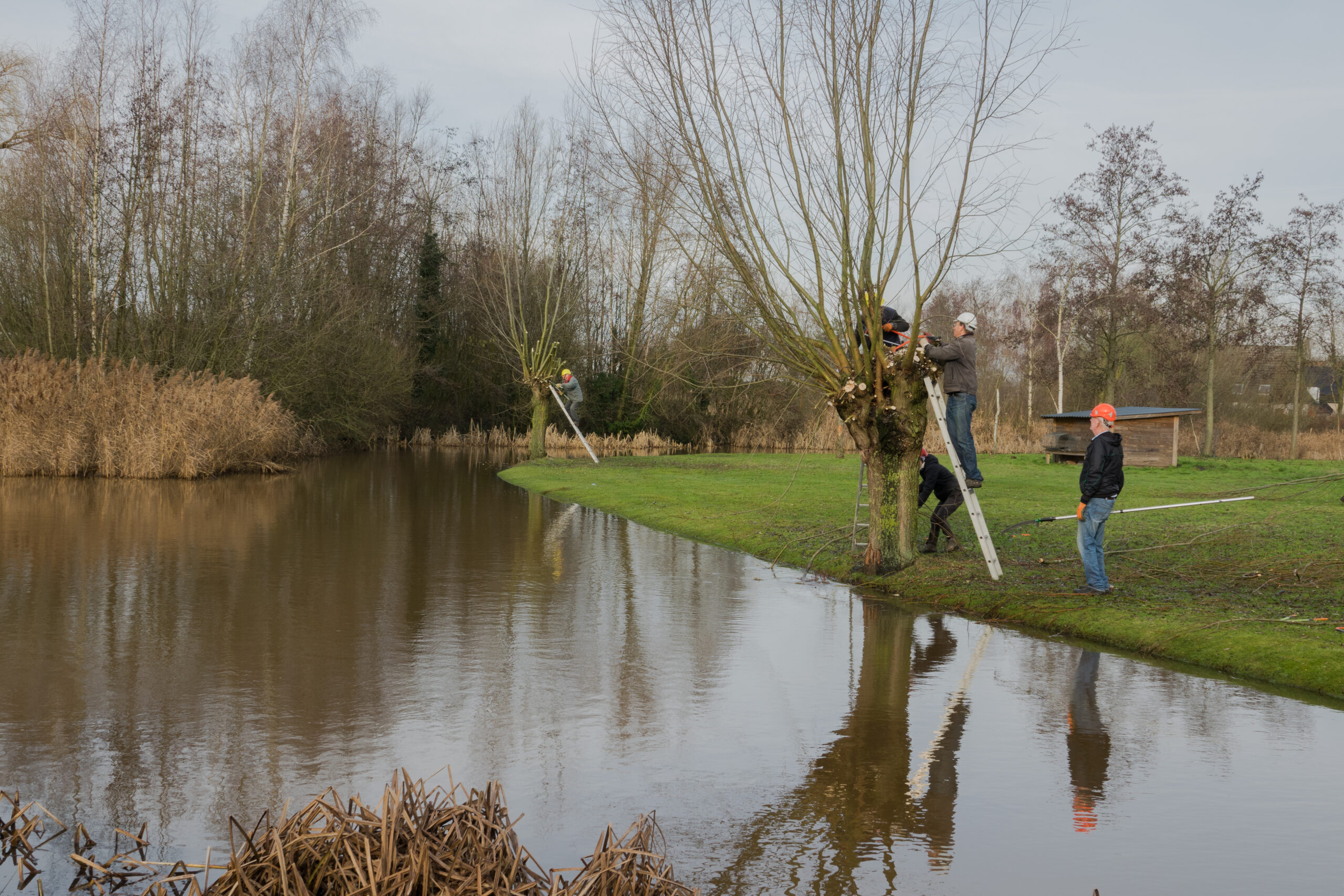 Wilgen knotten - IVN