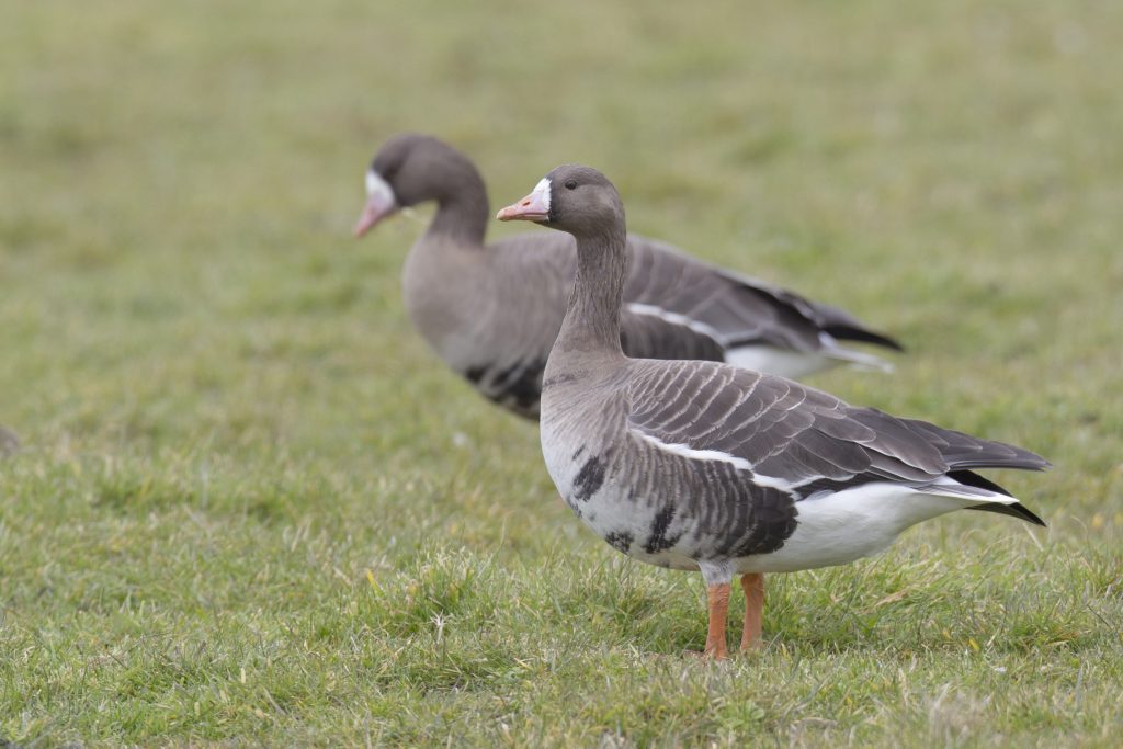 De kolgans, een gans met een streepjescode - IVN