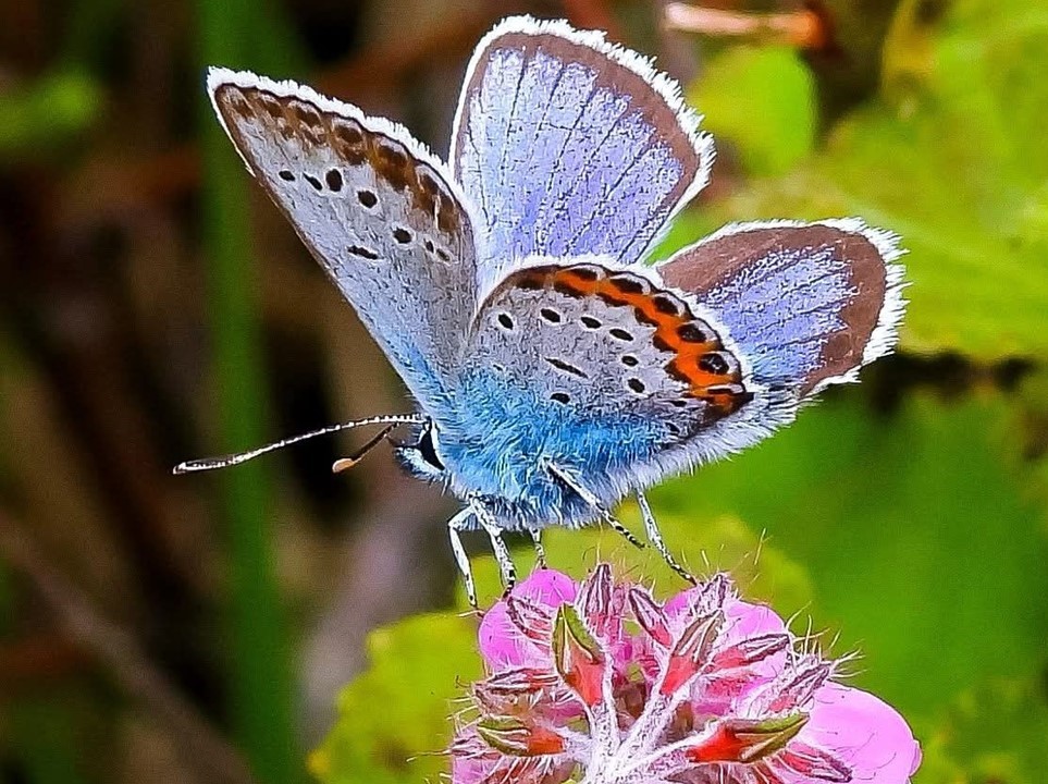 Natuurwandeling ‘Kuieren over de bloeiende Munse hei’ - Oss