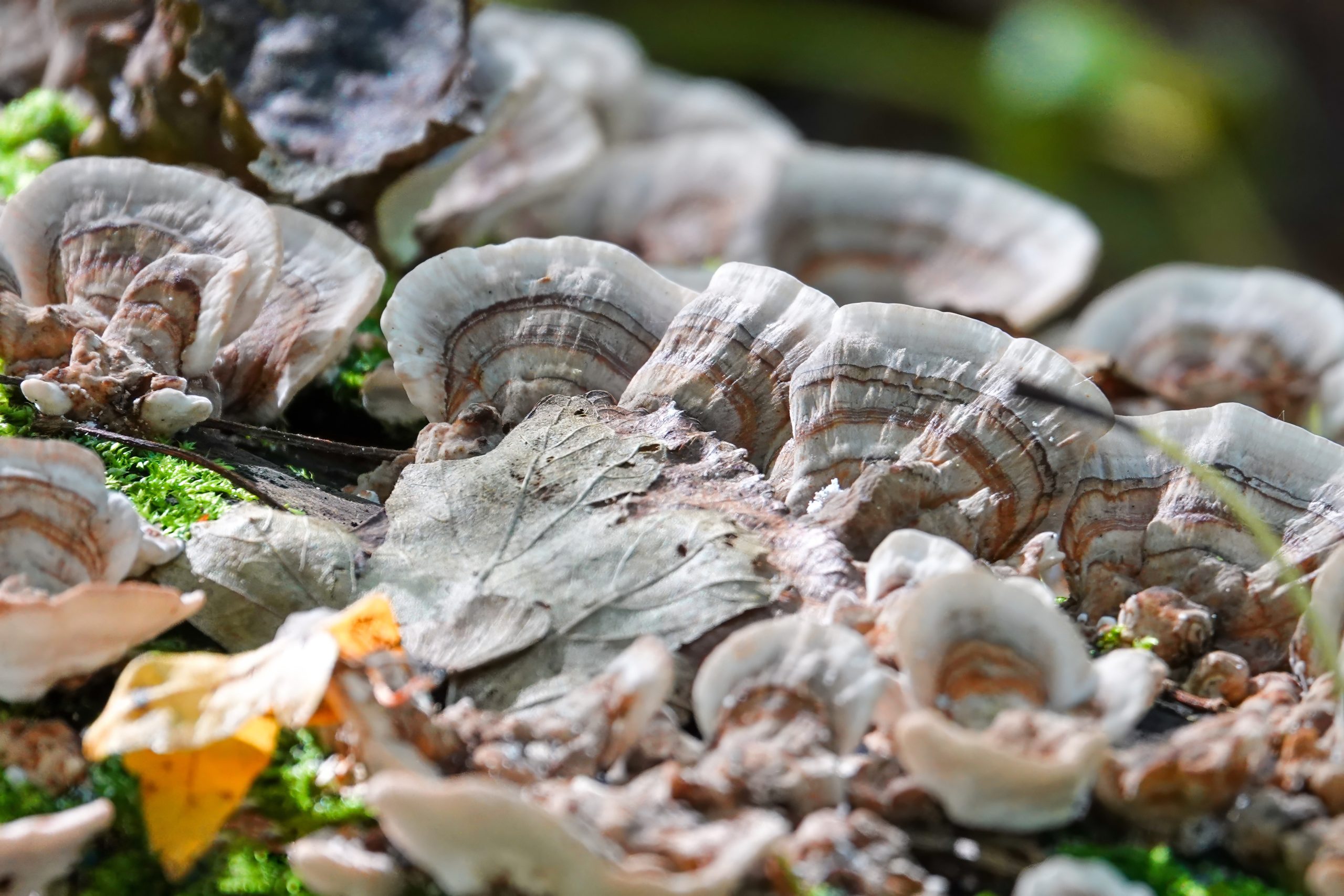 Paddenstoelen fotowandeling/excursie - Twiske