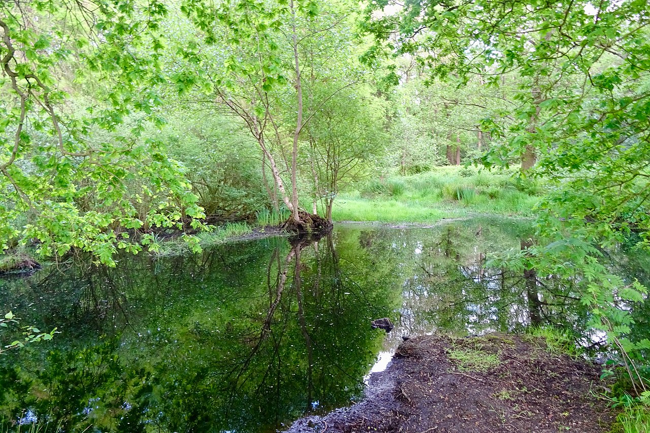 Wandeling in het Scharlakenbos (Haren) (d) - IVN