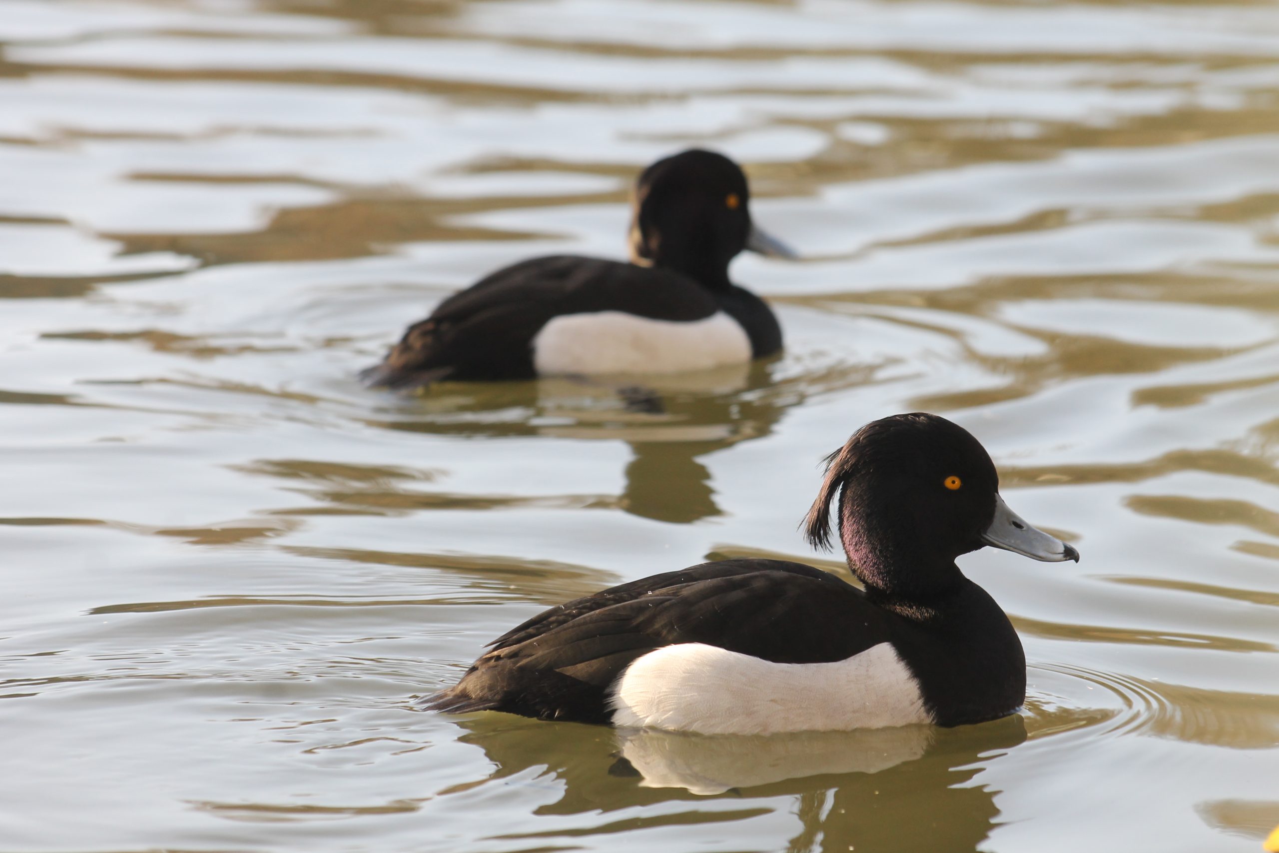 Watervogelexcursie naar Koningssteen en bezoek aan Thorn - IVN