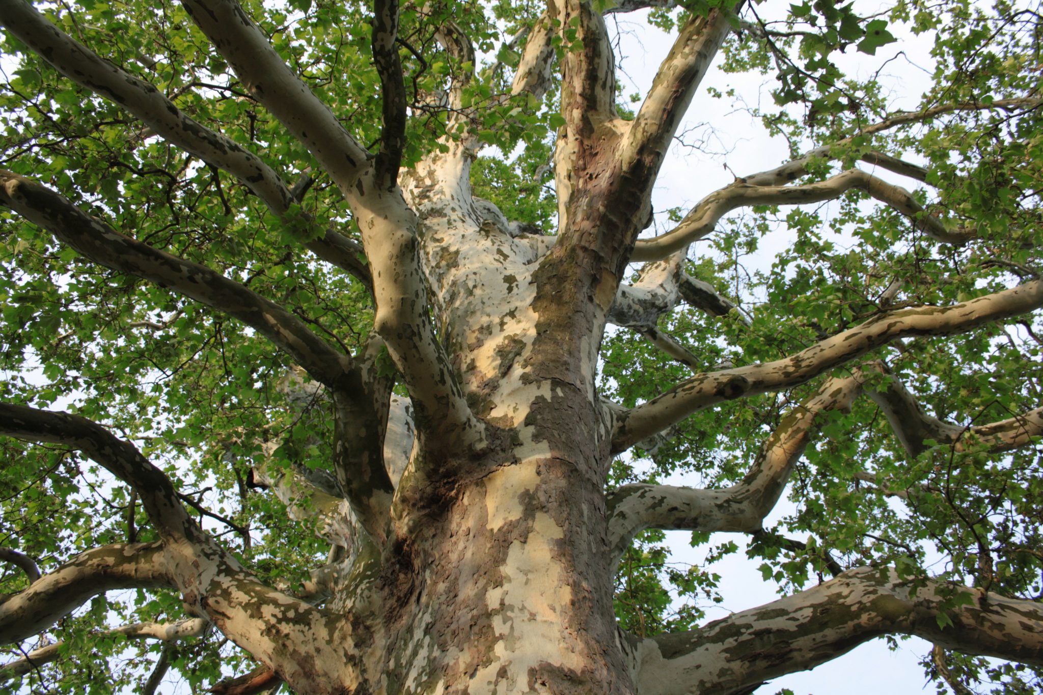 Lezing over monumentale bomen - Kerkrade