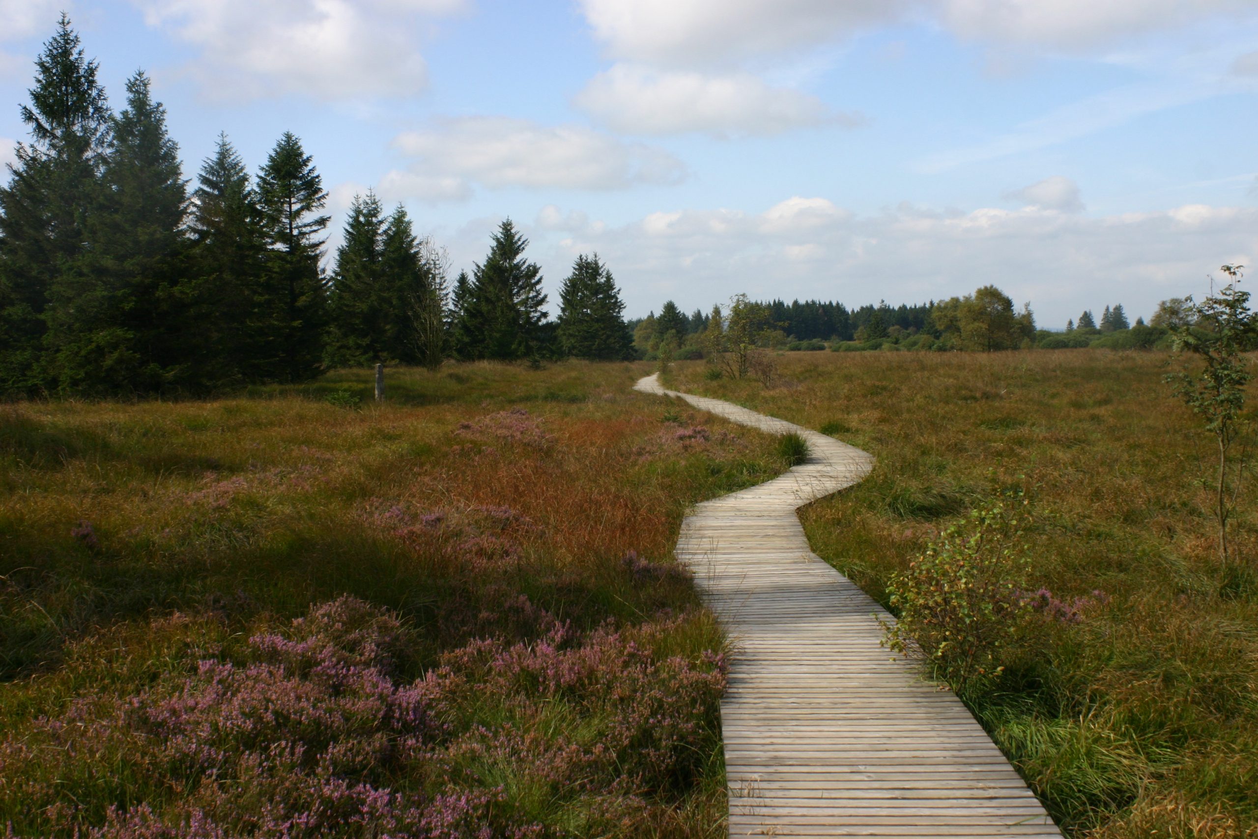 Dagwandeling door de Hoge Venen - Kerkrade