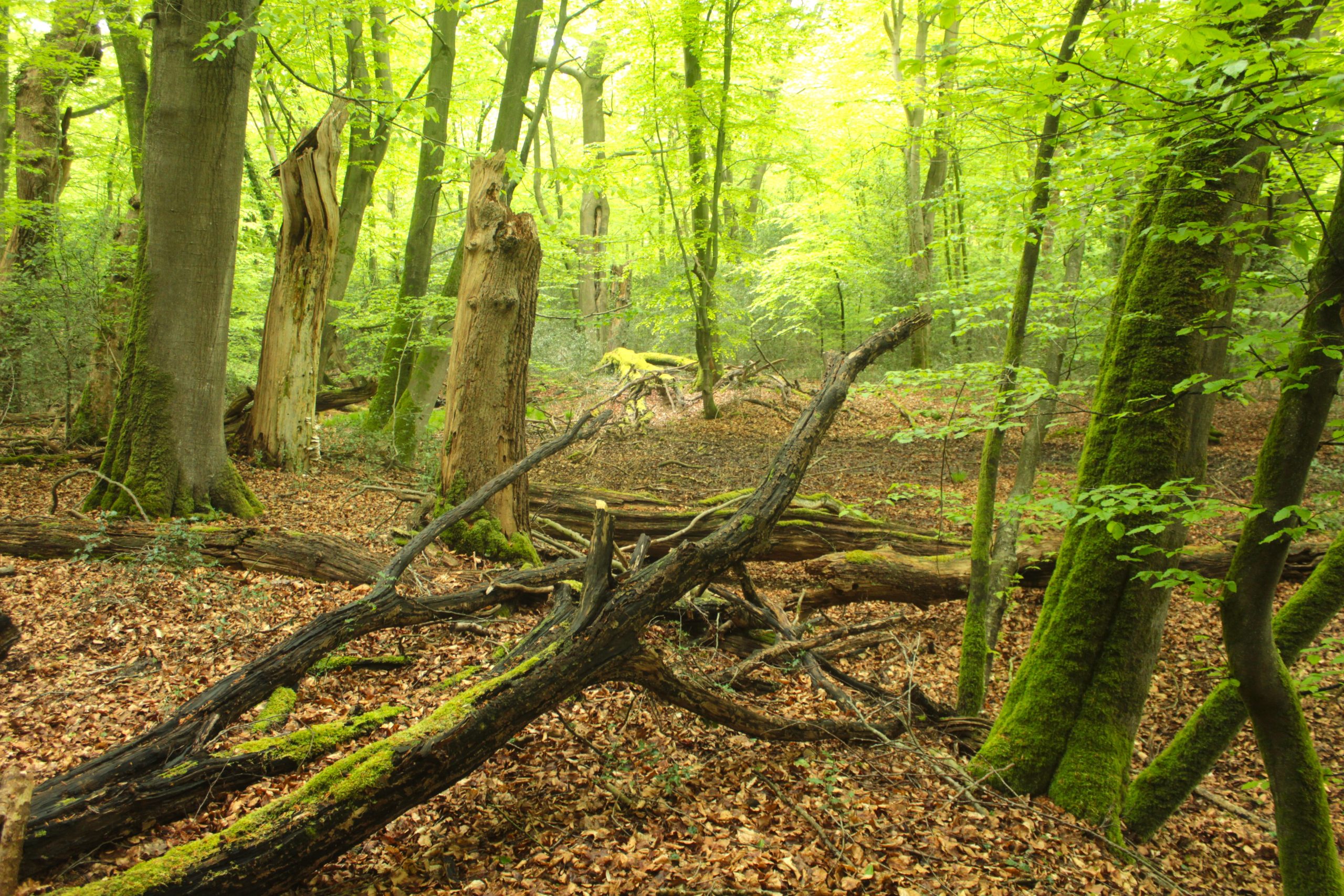 Lezing Tussen Waddenzee en Weser. Natuurgebieden rondom Oldenburg en ...