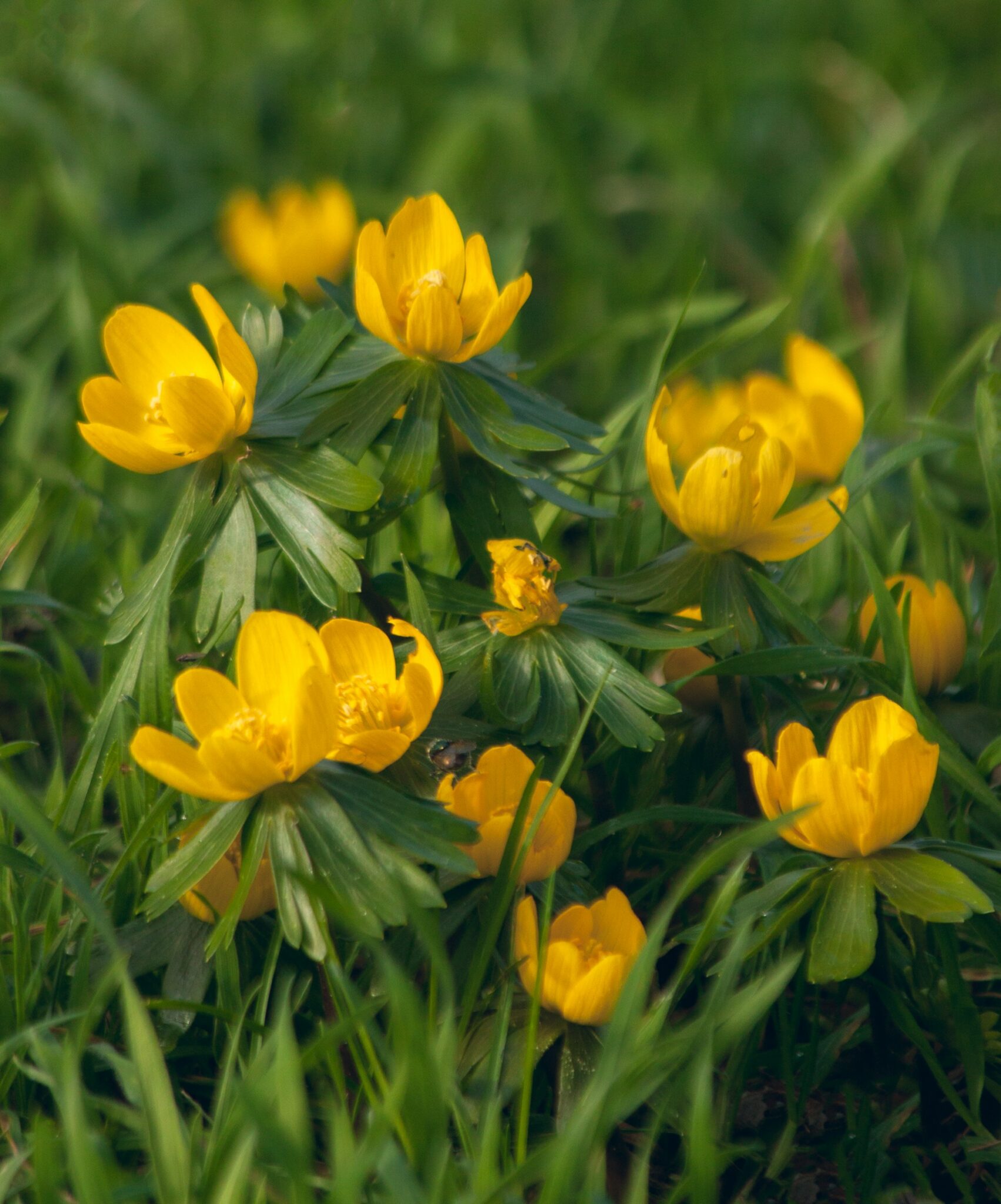 Publiekswandeling: de Bimd - Laarbeek