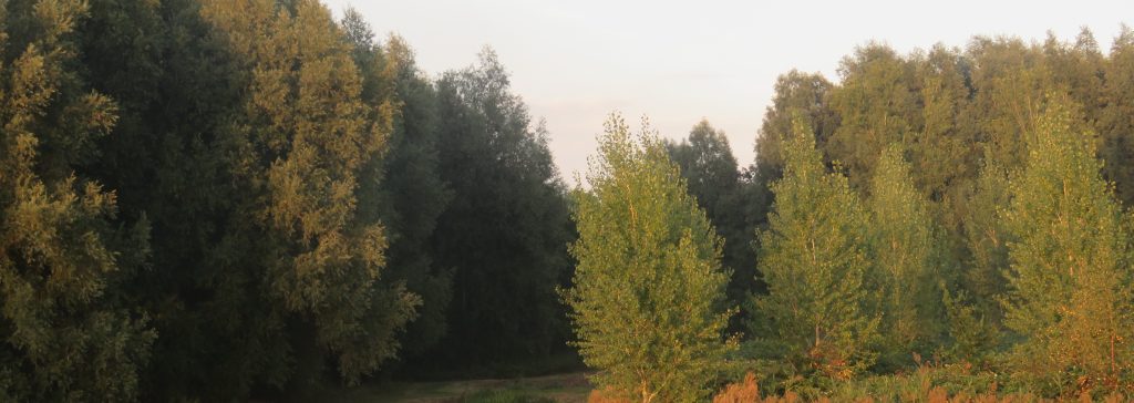 Natuurexcursie in het Leeuwarder Bos - Leeuwarden e.o.