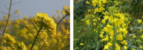 Koolzaad of raapzaad? - IVN
