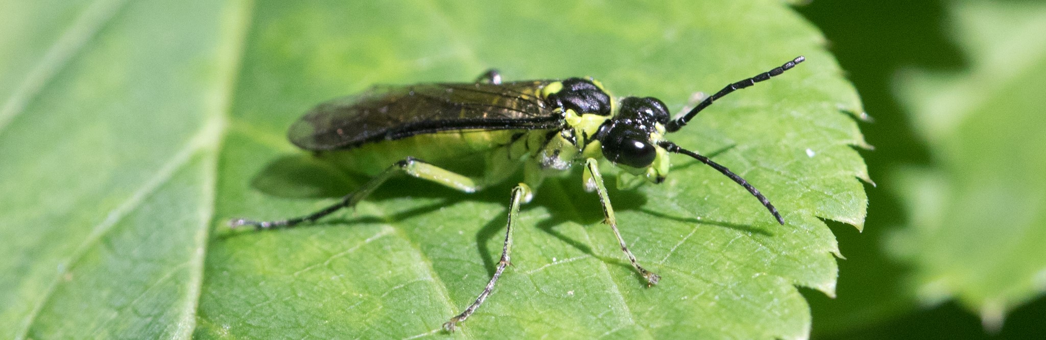 Lezing insecten/geleedpotigen - IVN