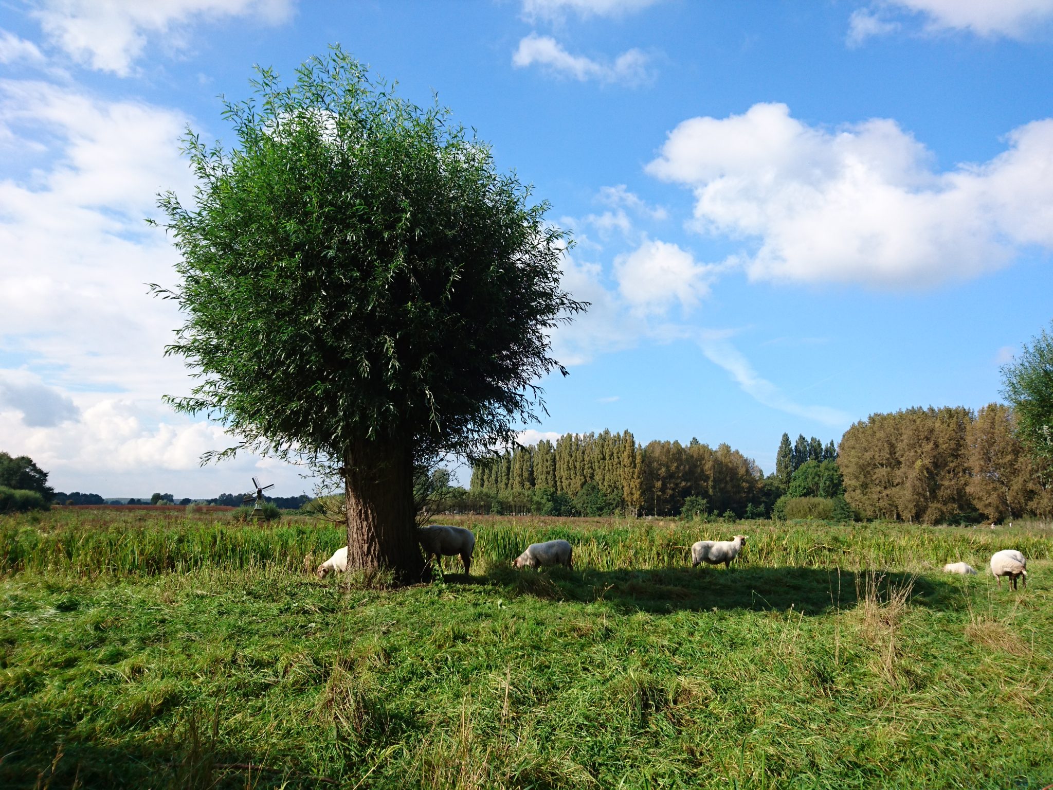 Wie wat waar wilg (excursie naar de grienden) Cronesteyn - Leiden 30/4 ...