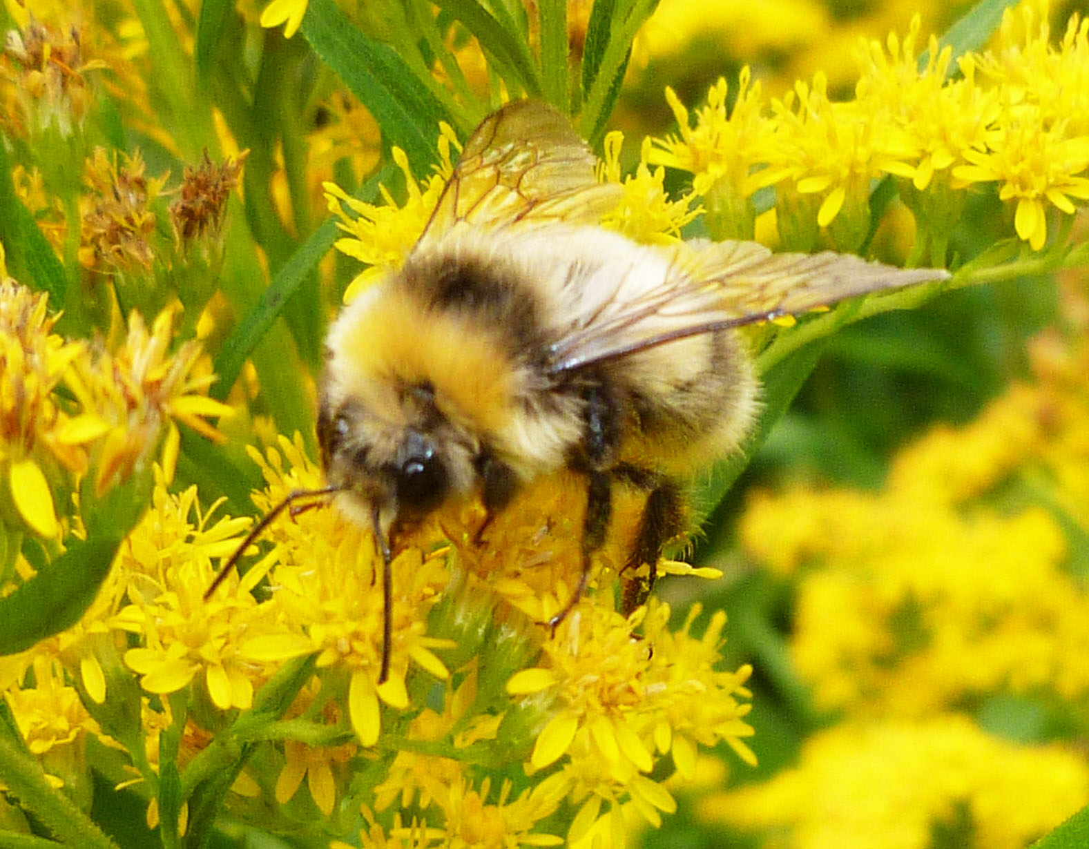 Digitale workshop ‘Maak van je tuin een bijenparadijs’ 4/4/24 - Leidse ...