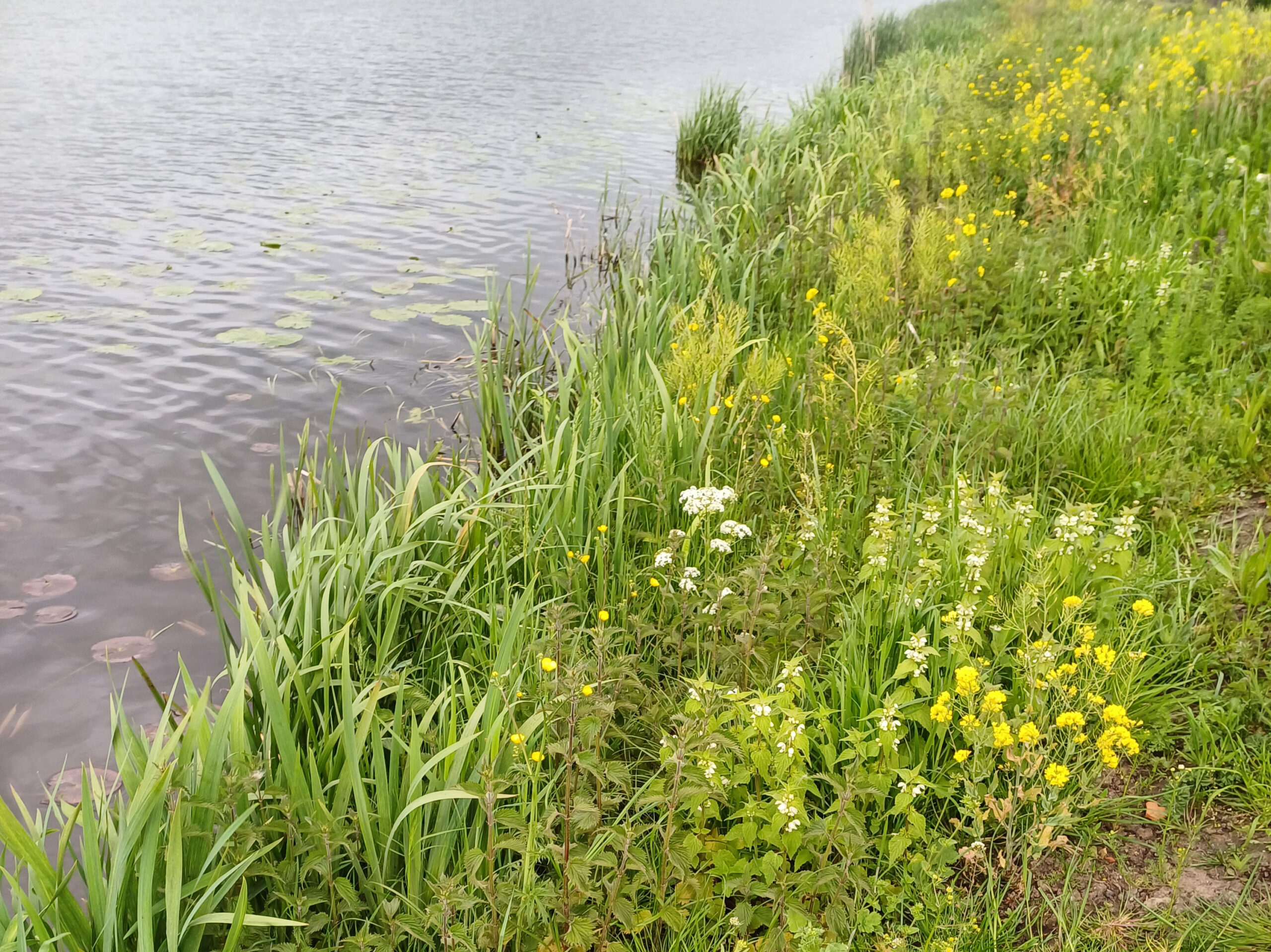 Veldworkshop Oeverplanten-onderzoek - Leiden 17/5/24 - IVN