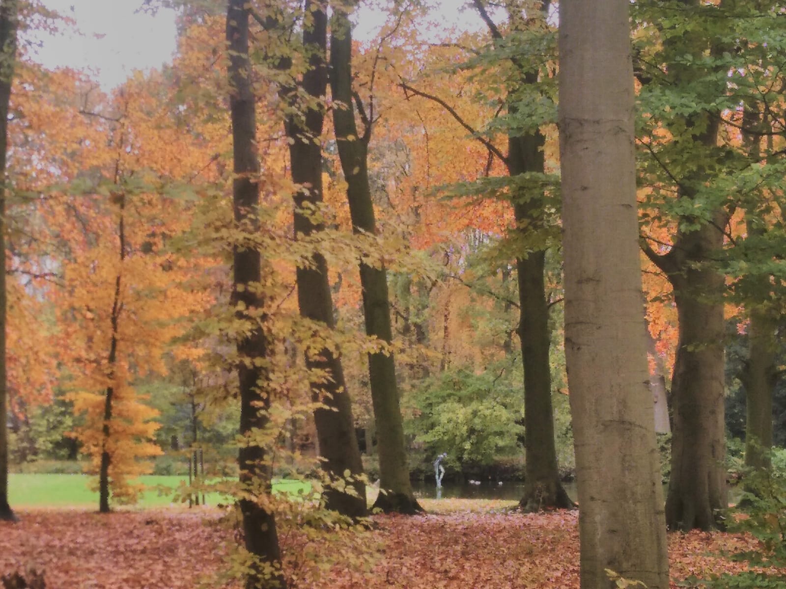 Beleef de Natuur-wandeling in Endegeest - Oegstgeest 3/11/24 - IVN