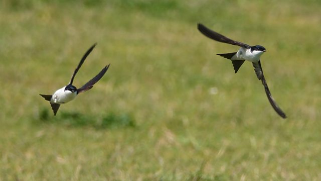 Lezing Zwaluwen 13 april - Maas en Niers