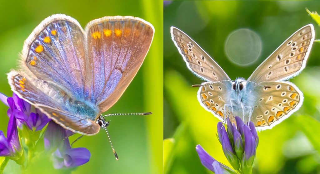 juli 2023 - Maas en Waal