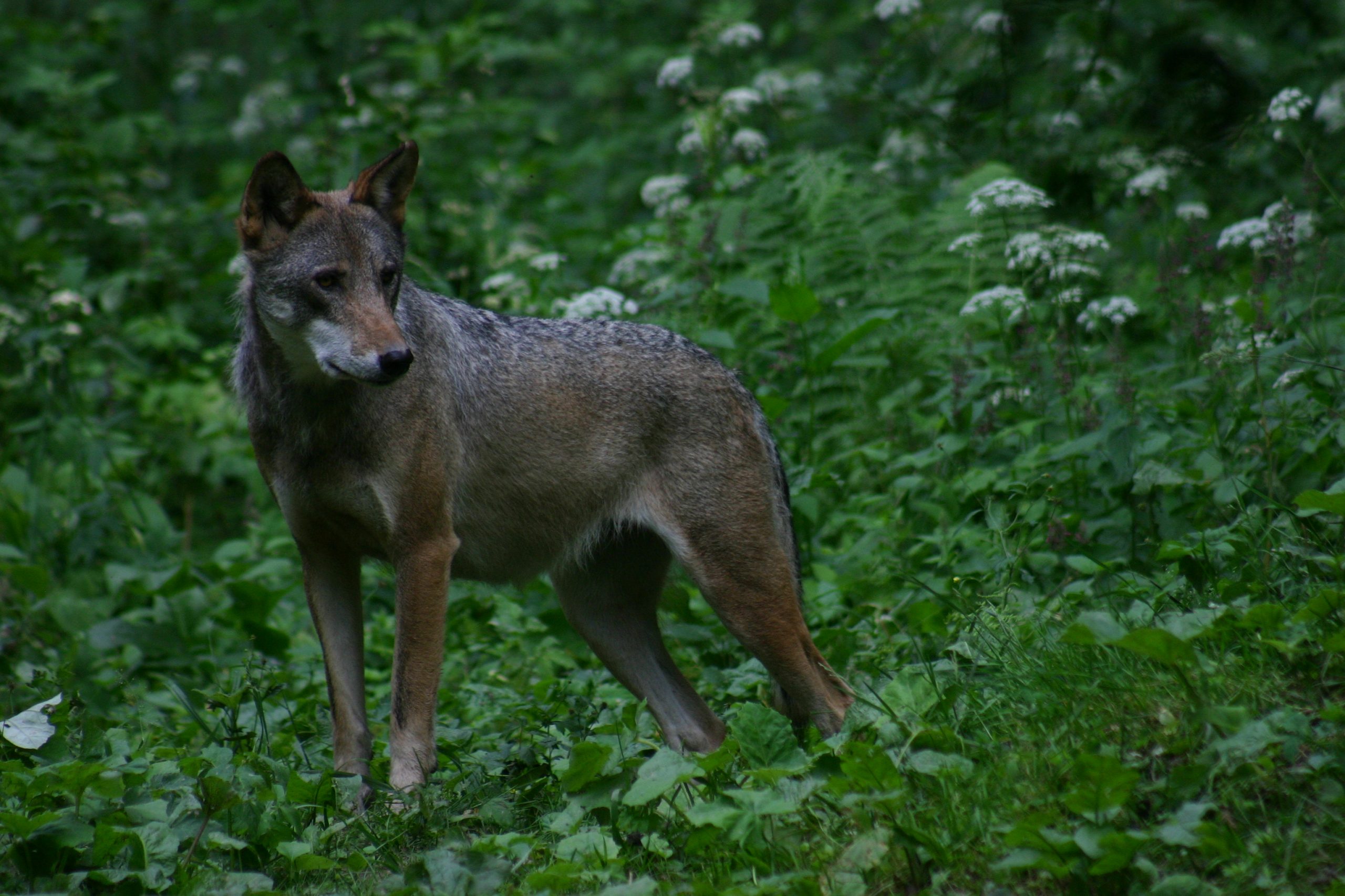 Lezing over de wolf - IVN