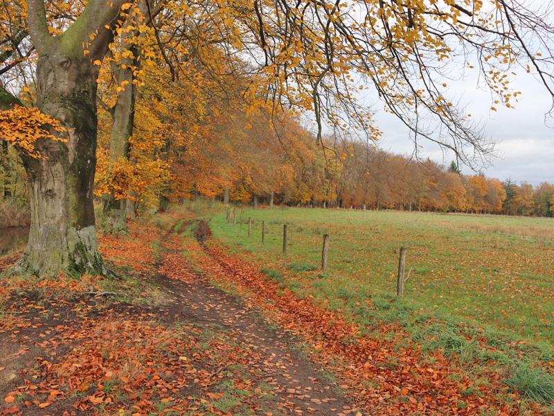 Waterbloem in voorbereiding op de winter - Meijel