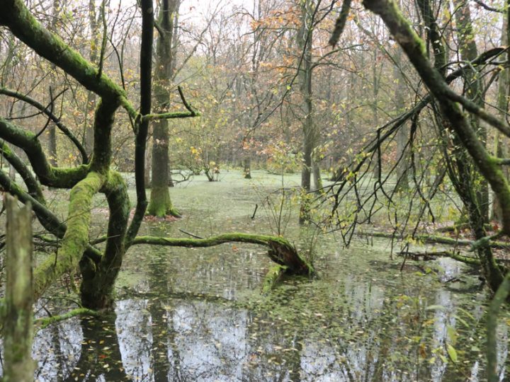 Waterbloem in voorbereiding op de winter - Meijel